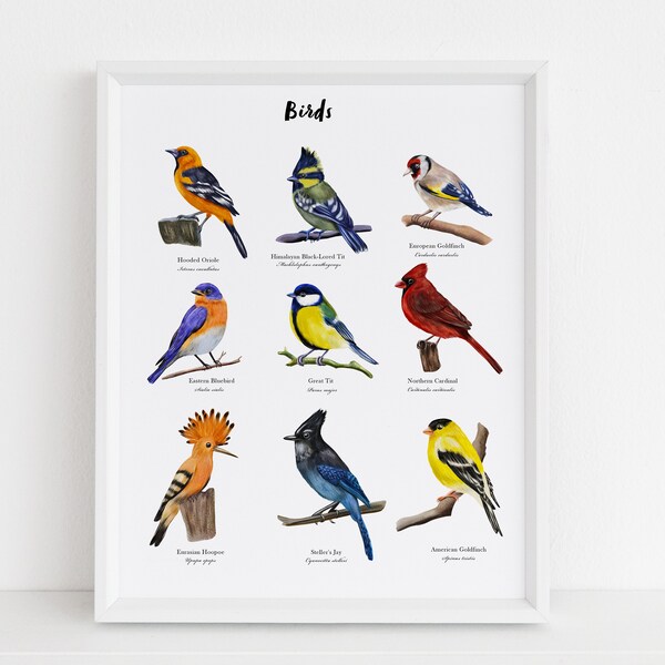 Educational Bird Nature Poster - Etsy