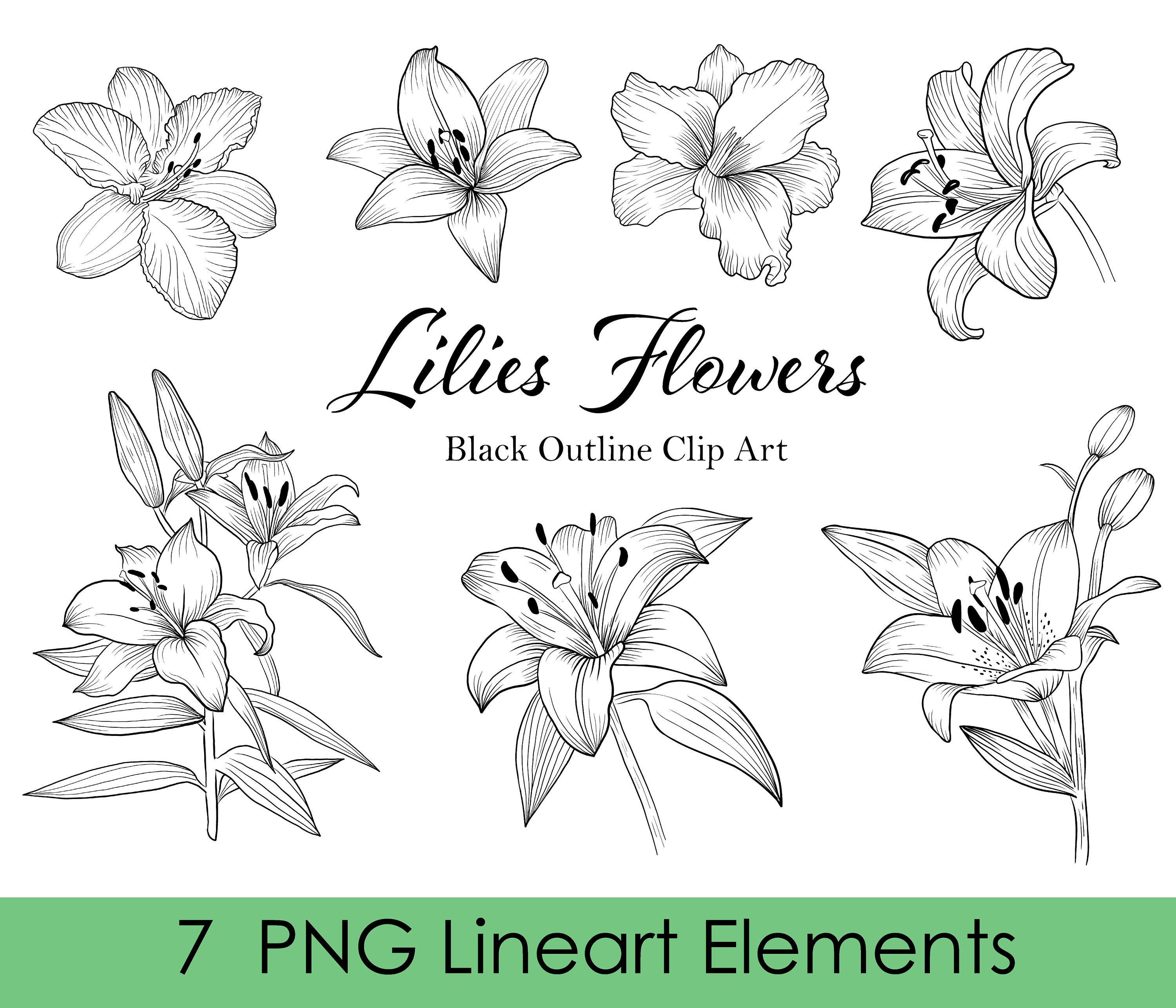 Clip Art Lily Flower Outline