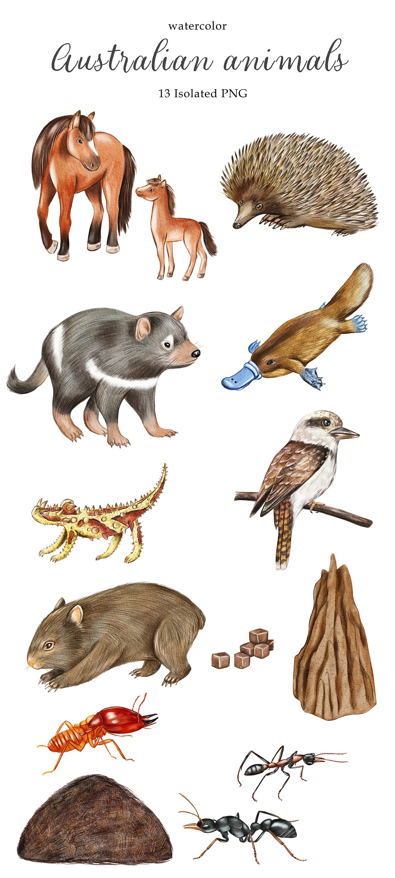 Watercolor Australian Animals Clipart. Hand Painted Animal Set ...