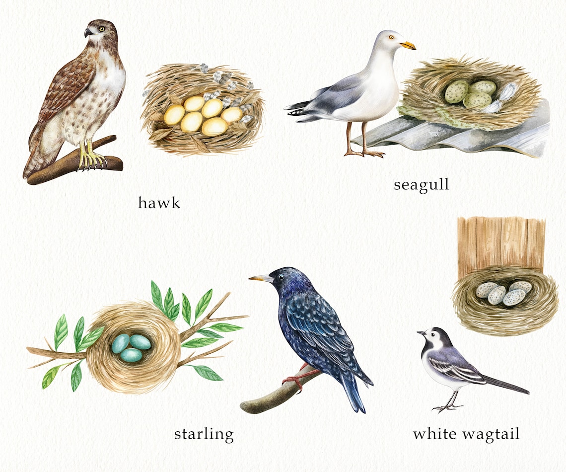 Watercolor Birds and Their Nests Clipart. Hand Painted Birds Houses ...