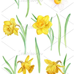 Watercolor Daffodils Clipart Set. Hand Painted Spring Flowers PNG Clip ...