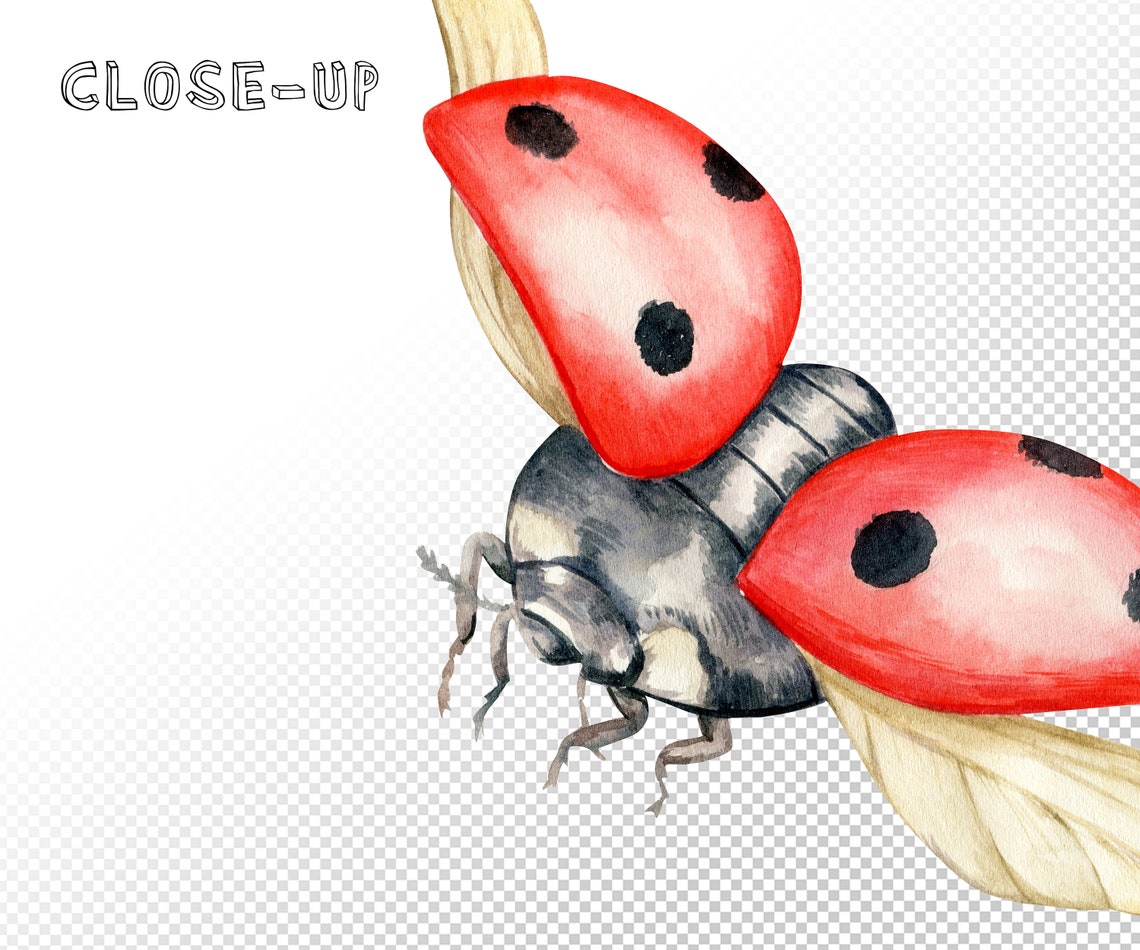 Watercolor Ladybugs Clipart Bug Coccinellidae Bug Catching - Etsy