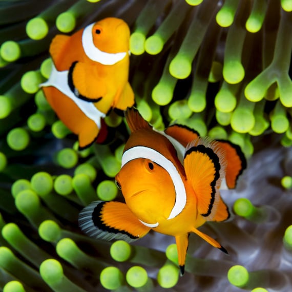 Two Clown Fish | Etsy