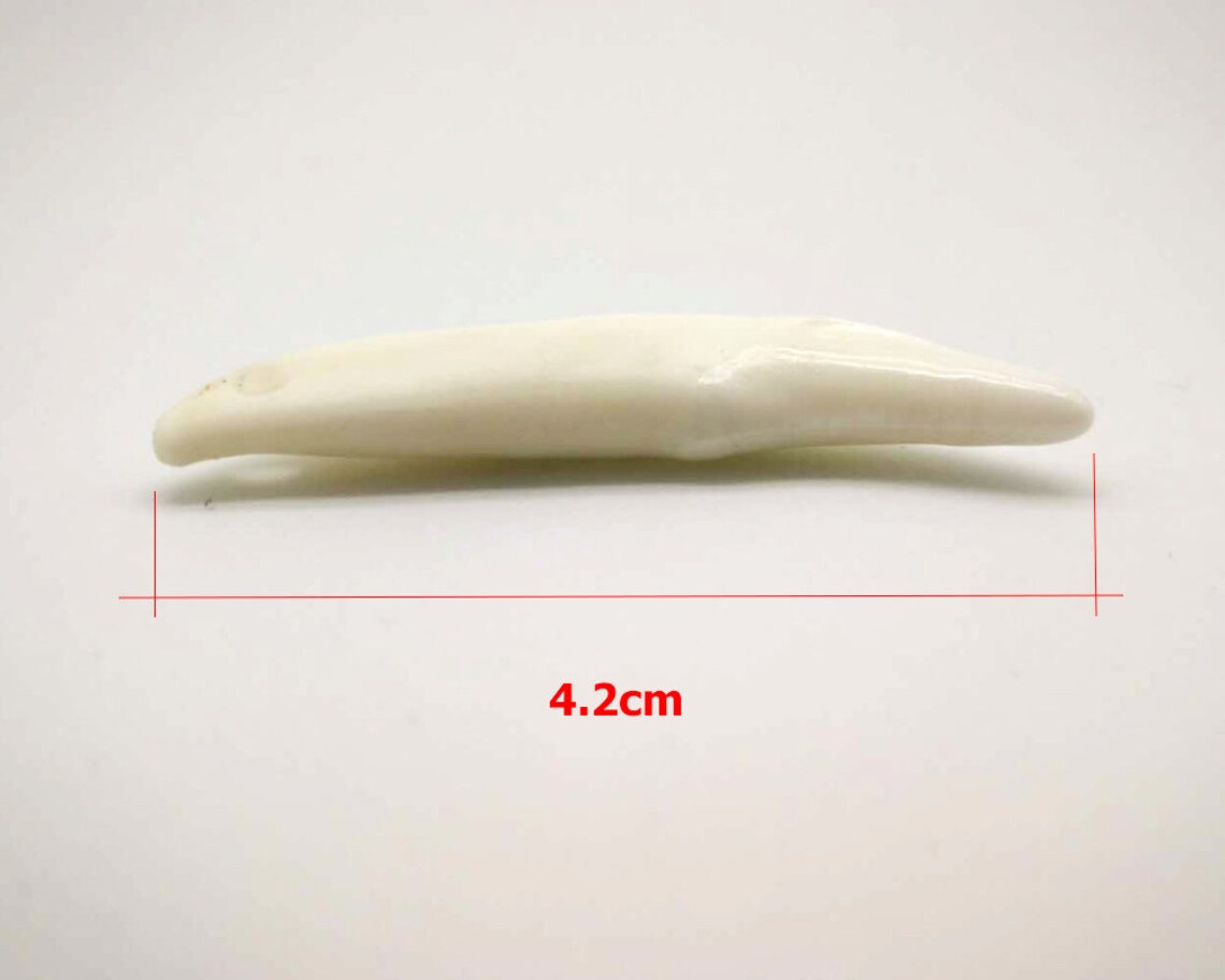 Original Wolf's Teeth Accessories Pendant - Etsy