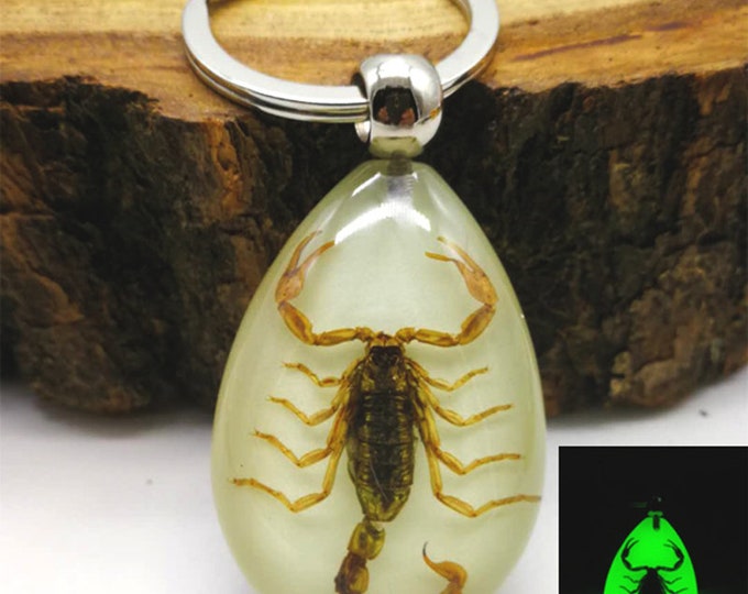 Enclosed Glow in the Dark Scorpion Keychain - Etsy