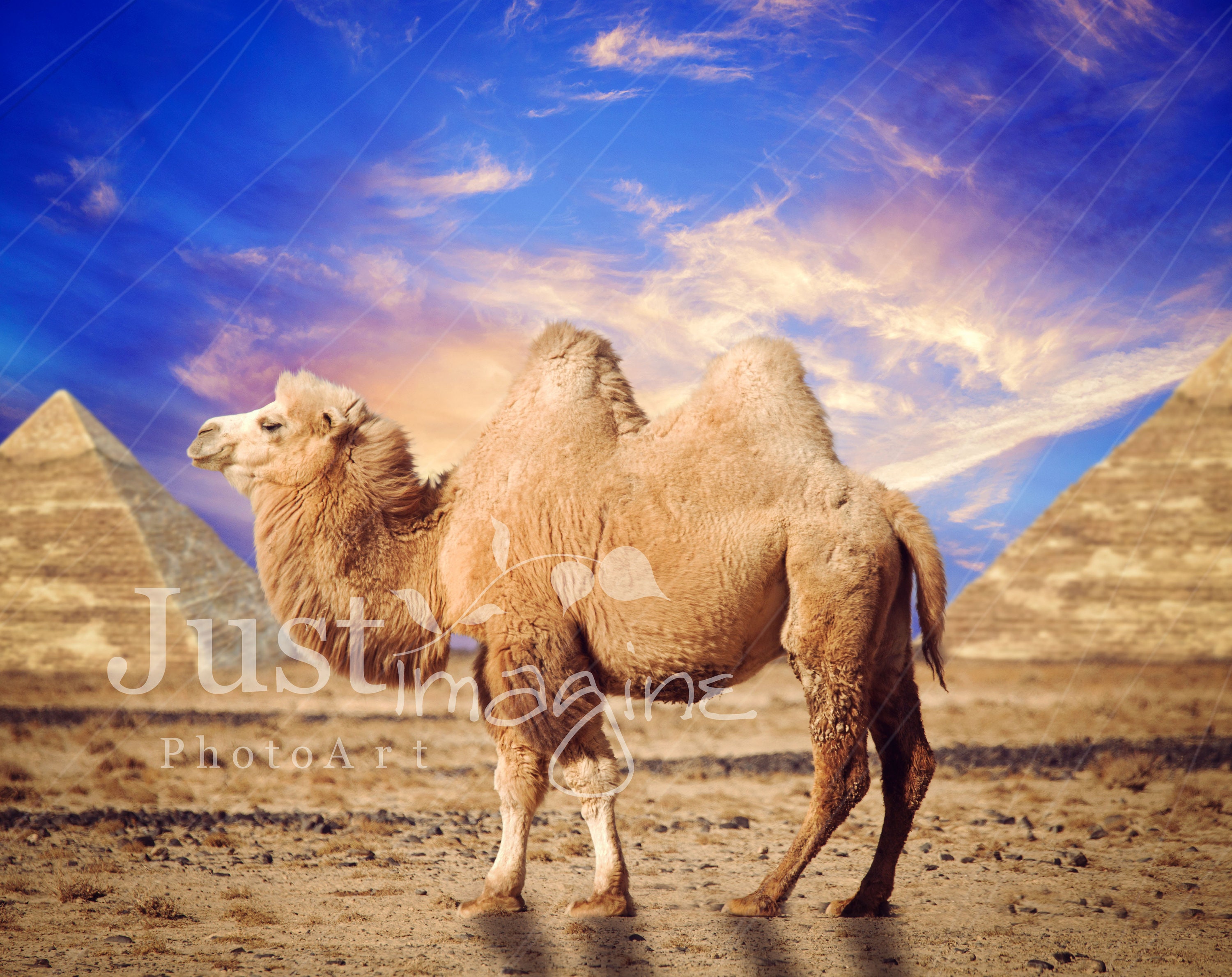 Camel Ride Digital Background, Camel, Desert, Pyramids - Etsy