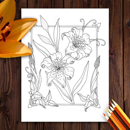 Tiger Lily Coloring Page - Etsy