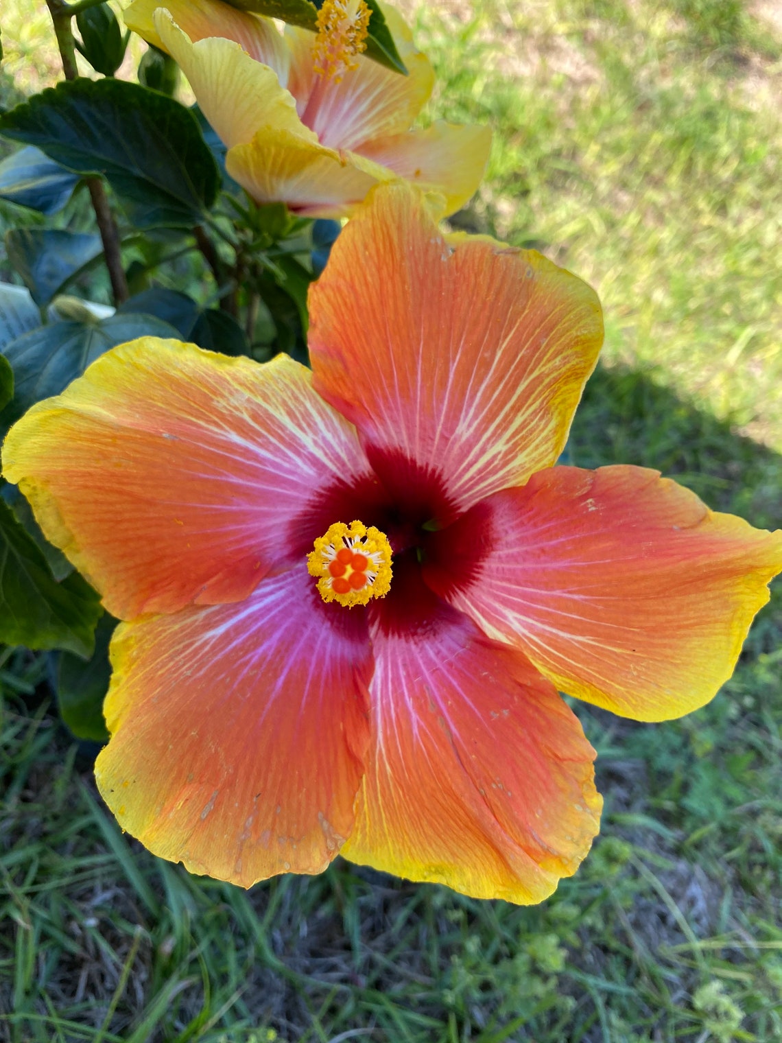 Exotic Hawaiian Sunset Fiesta Hibiscus Live Plant Blooming | Etsy