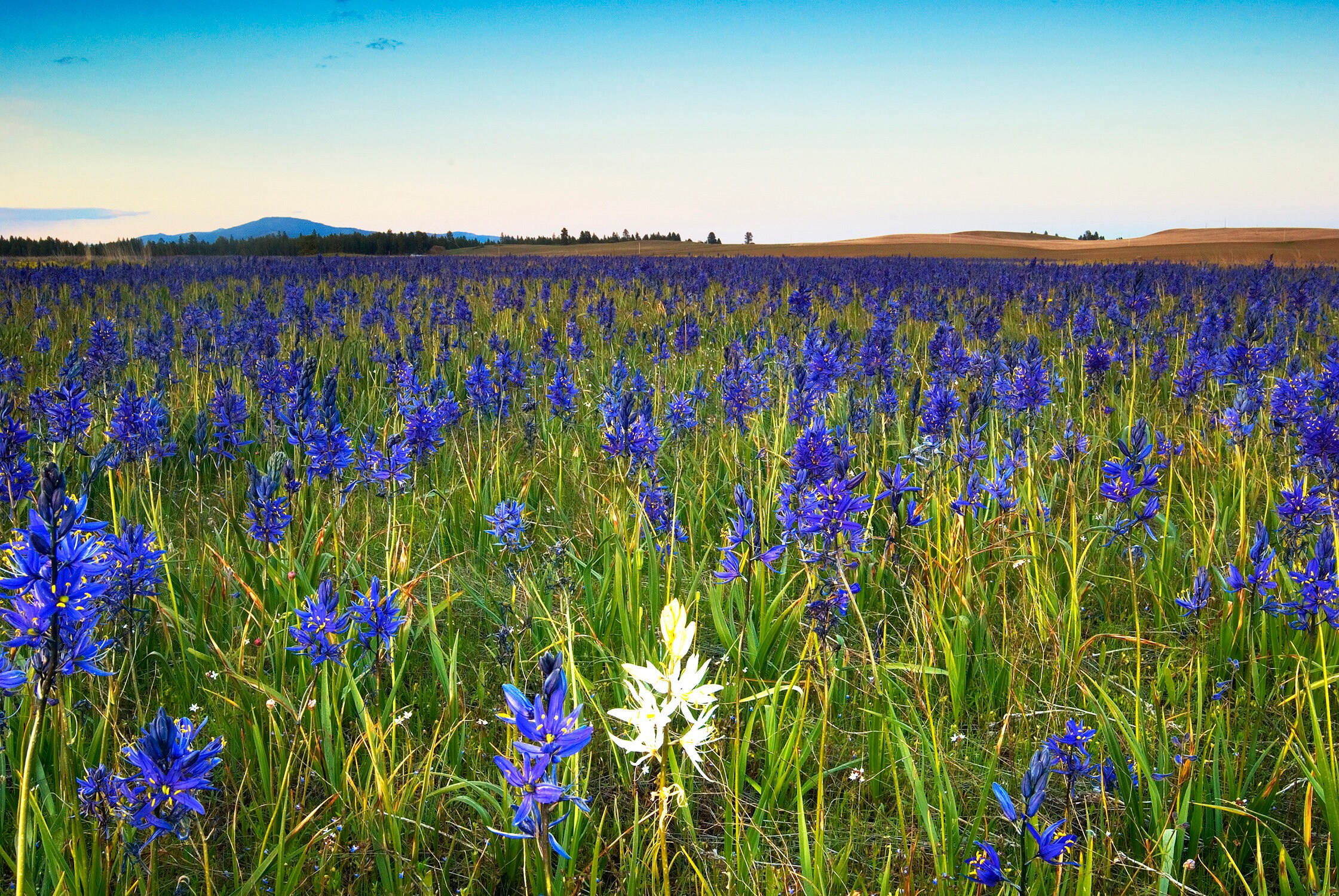Wildflowers, Sunset, Landscape Print, Wall Art, Nature Photography ...
