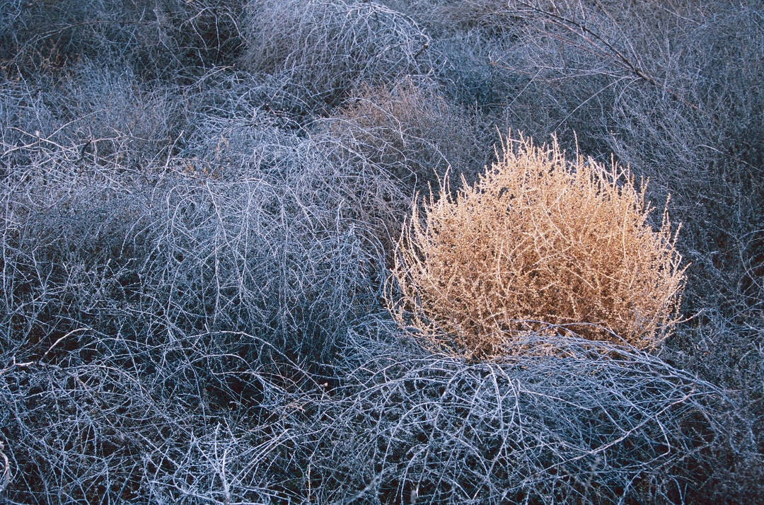 Wahluke Tumbleweed, Landscape Print, Wall Art, Nature Photography ...