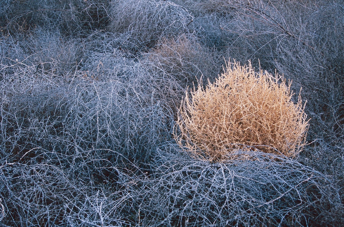 Wahluke Tumbleweed, Landscape Print, Wall Art, Nature Photography ...