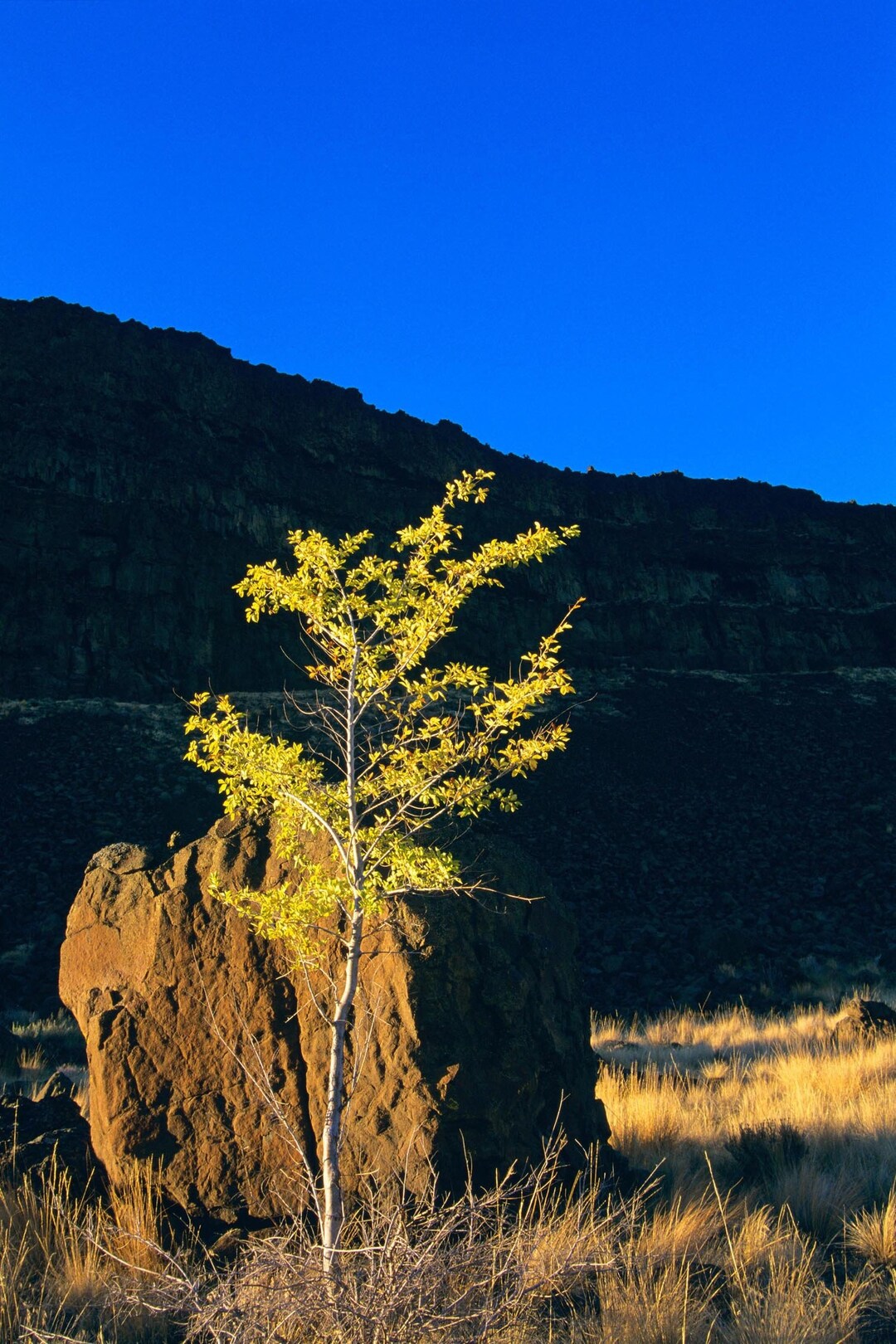 Dry Falls Tree Landscape Print Wall Art Nature Photography - Etsy