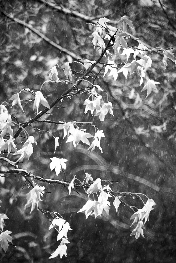 Nature Photography Black And White With Color