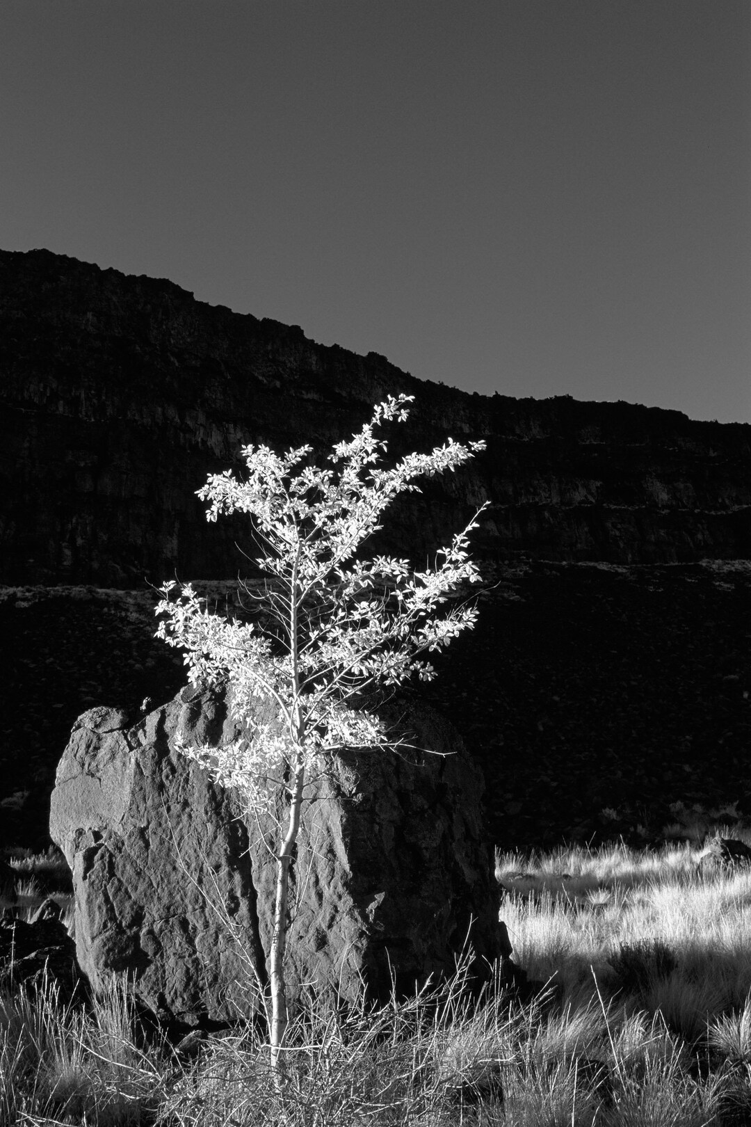 Dry Falls Tree, Black and White, Wall Art, Landscape Print, Nature ...