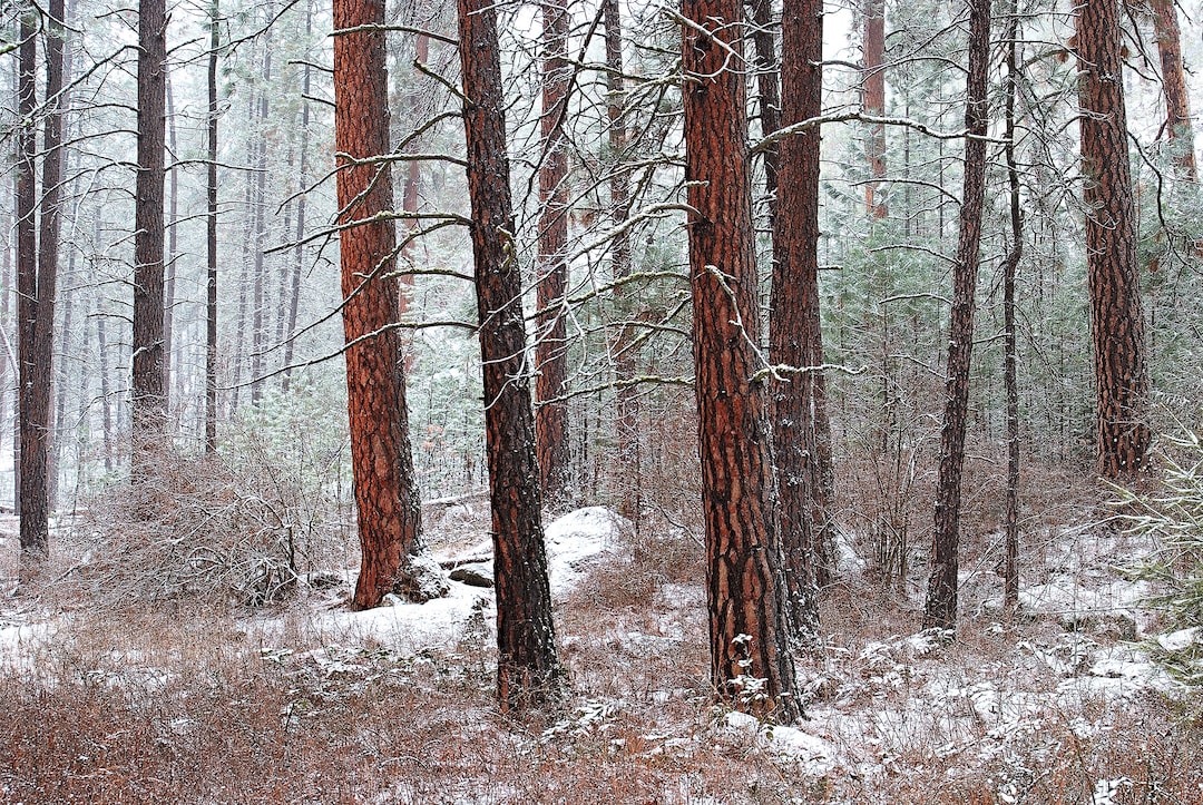 Ponderosa Pine Trees, Snow, Indian Painted Rocks, Little Spokane River ...