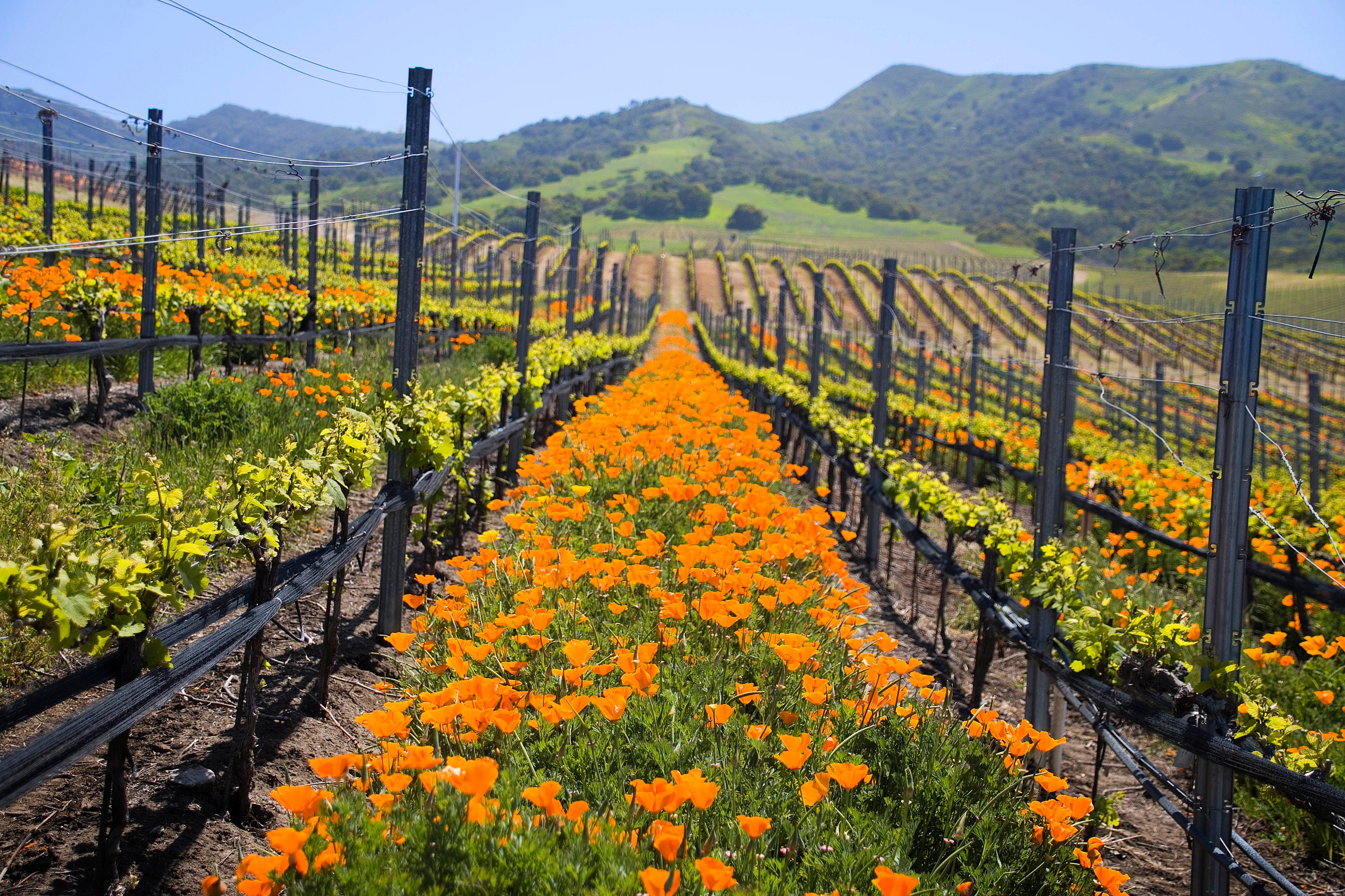 Poppies and Vineyard Print, Wall Art, Landscape Print, Nature ...