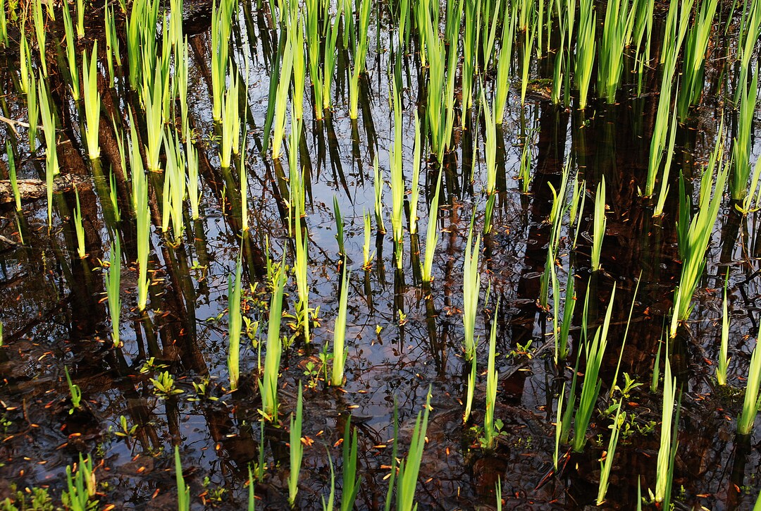 Marsh Abstract, Indian Painted Rocks, Little Spokane River Print, Swamp ...