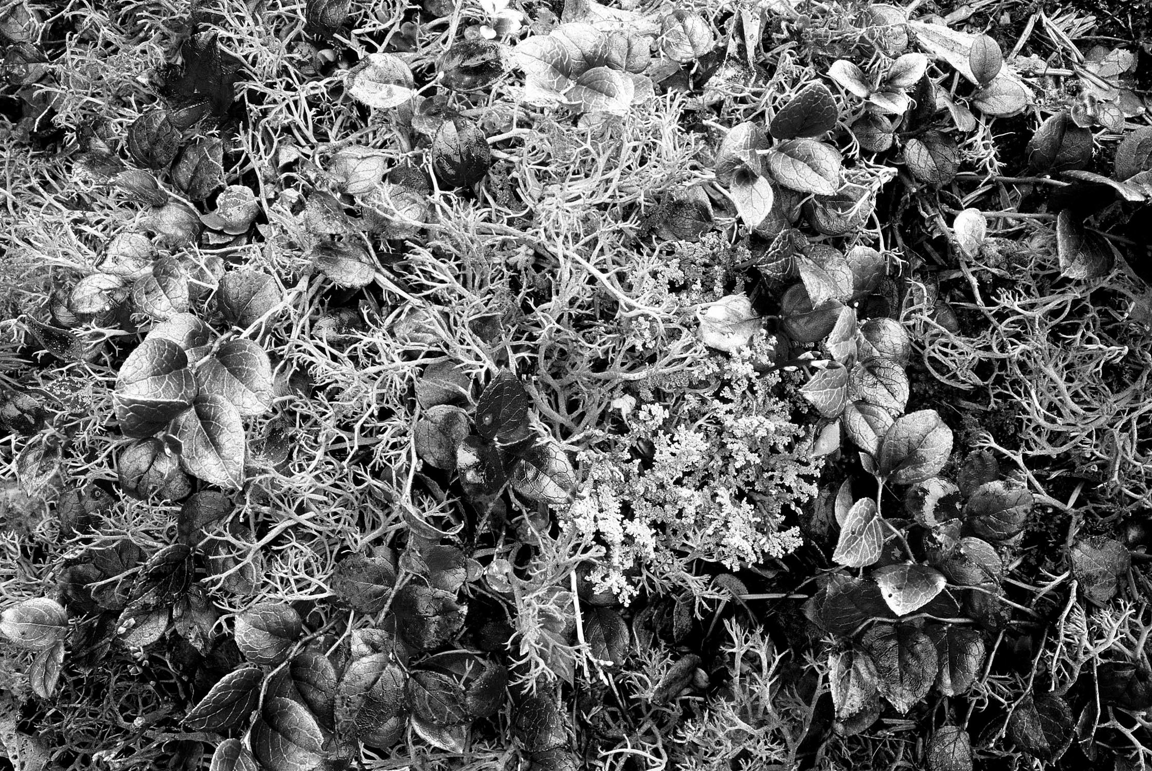 Moss Abstract, Black and White, Wall Art, Landscape Print, Nature ...