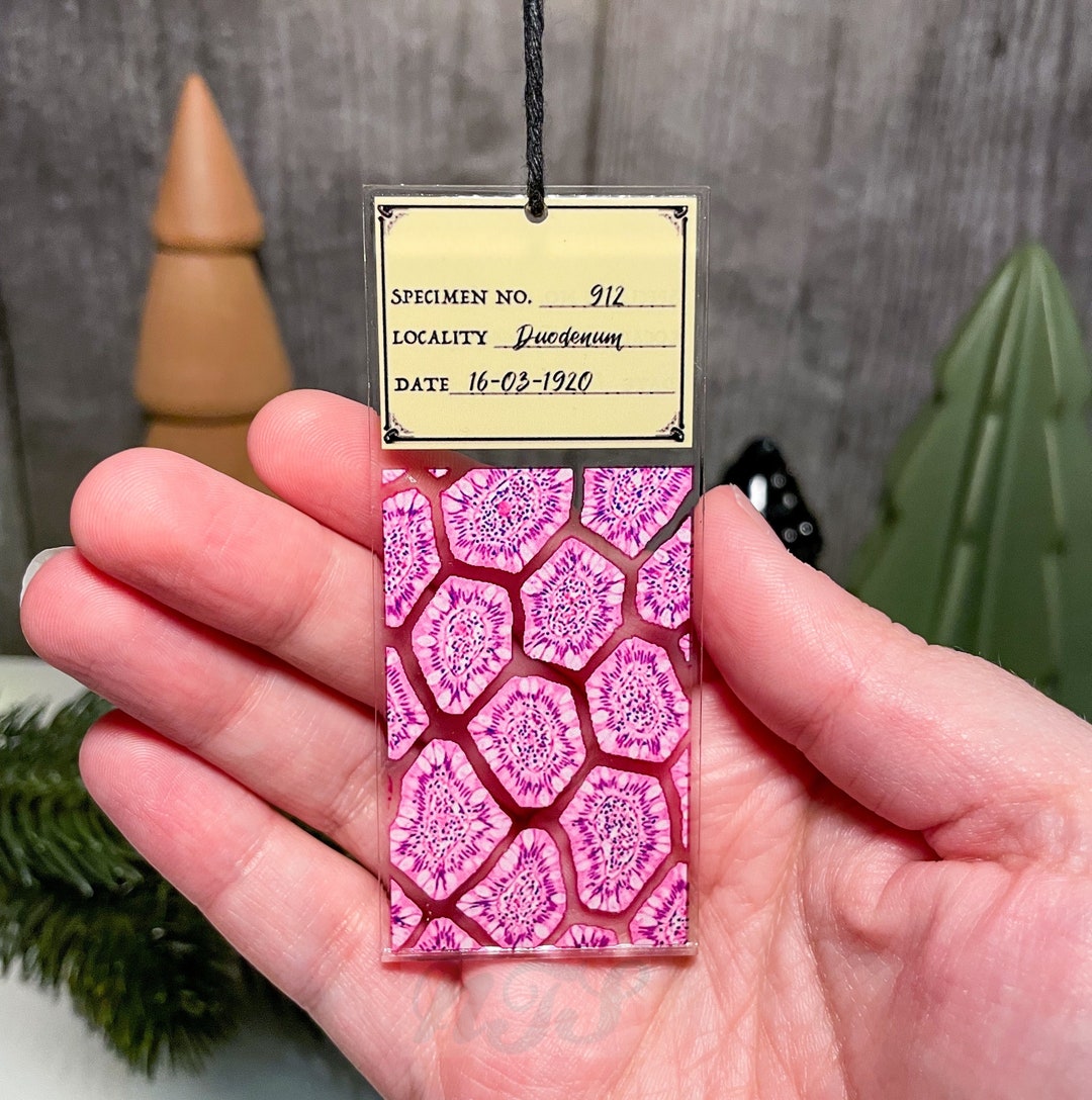 Small Intestine Duodenum Acrylic Microscope Slide Ornament - 3.5” - Etsy