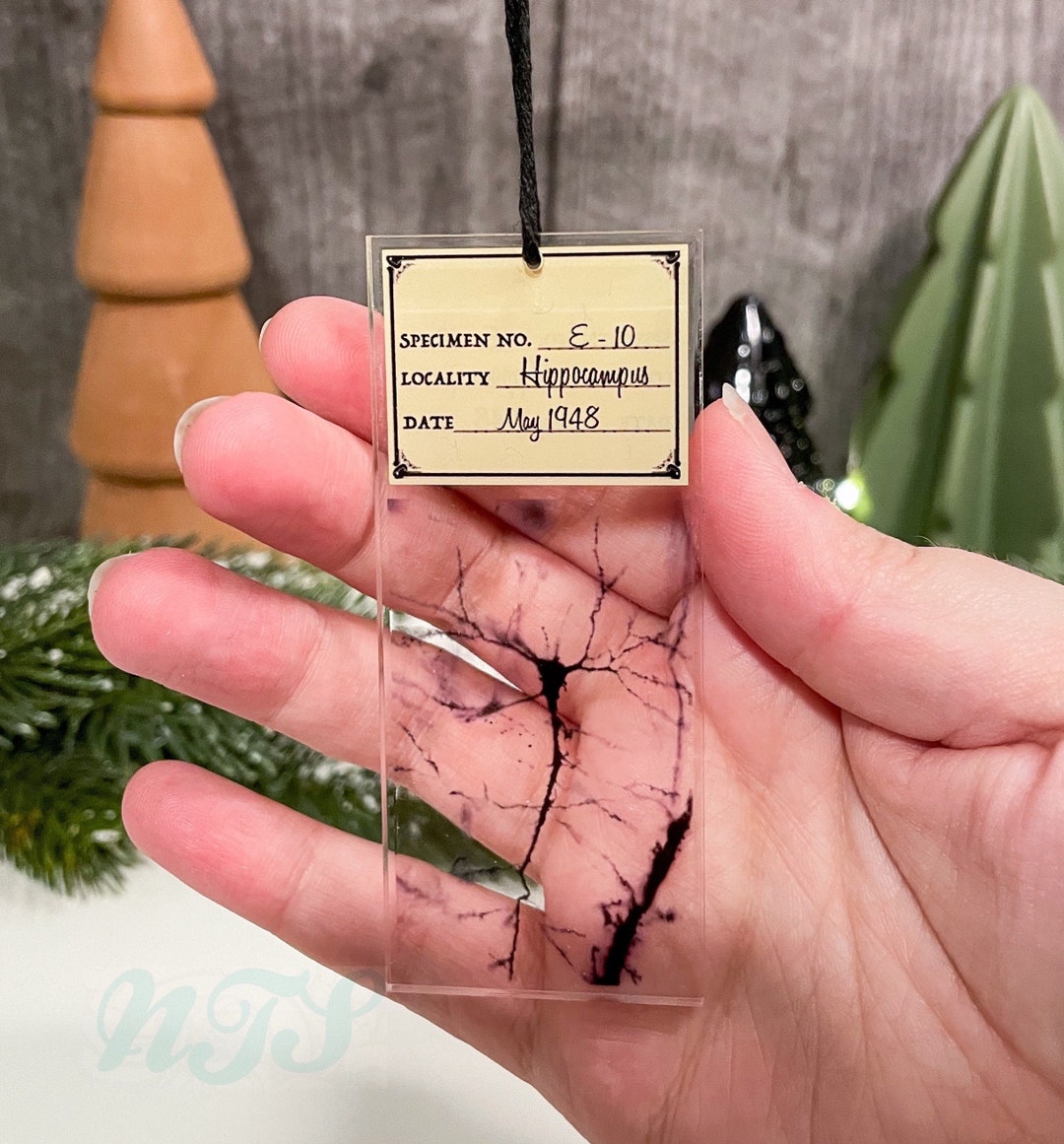 Pyramidal Neuron Acrylic Microscope Slide Ornament - 3.5” - Etsy Australia