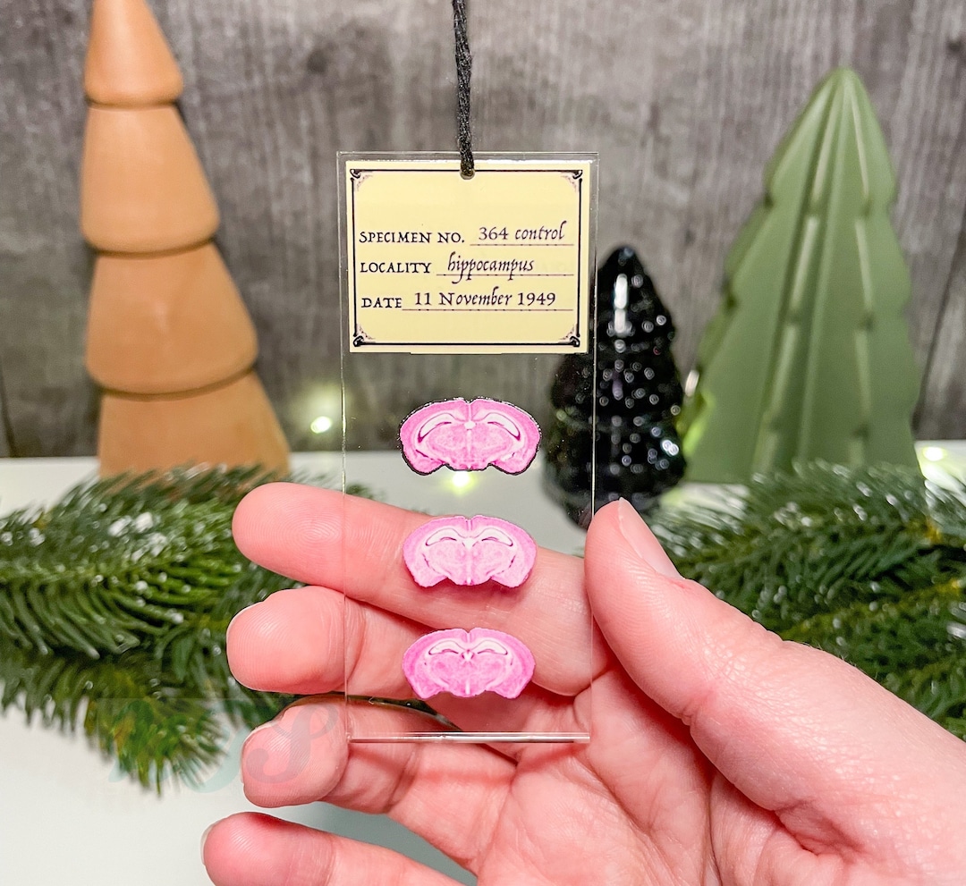 Mouse Brain Acrylic Microscope Slide Ornament - 3.5” - Etsy