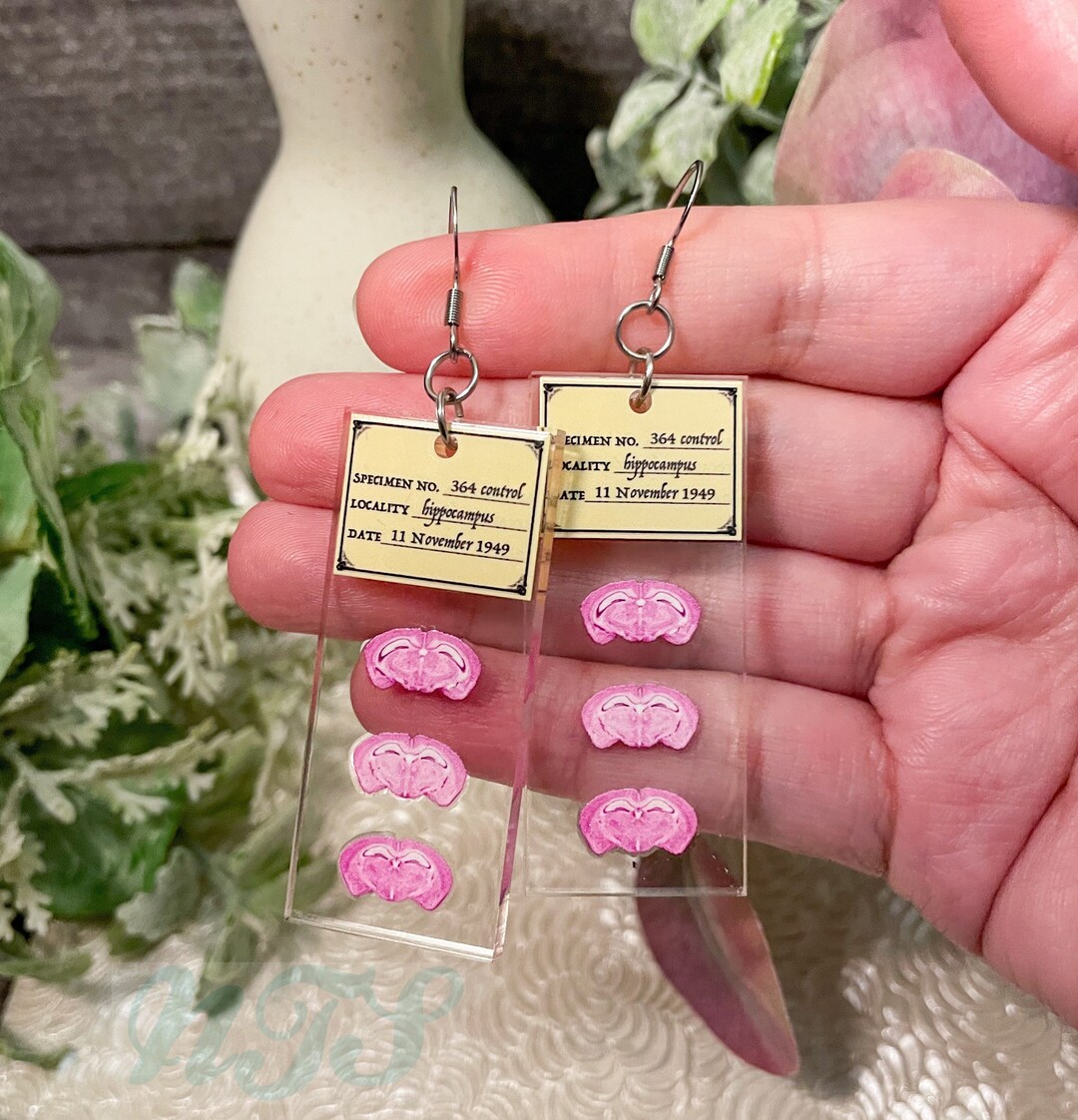 Mouse Brain Clear Acrylic Printed Microscope Slide Earrings - 2" - Etsy
