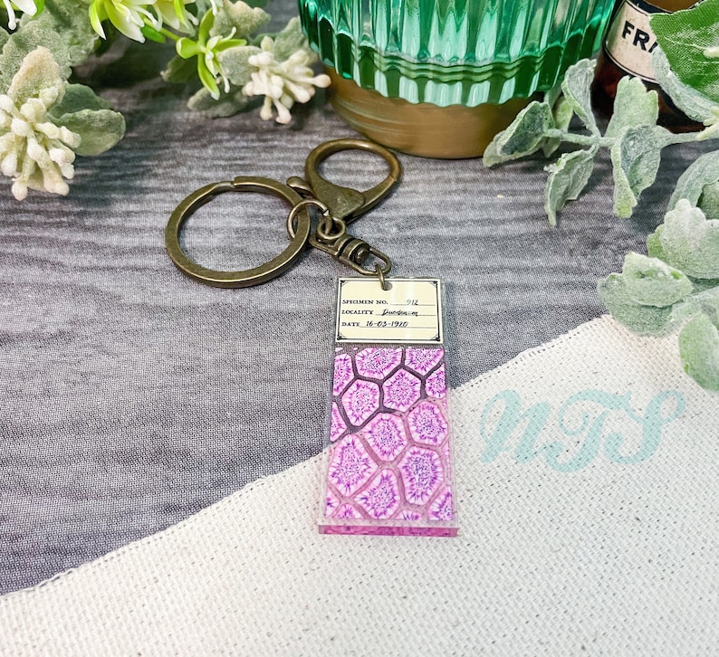 Duodenum Small Intestine Clear Acrylic Printed Histology Keychain - 2 ...