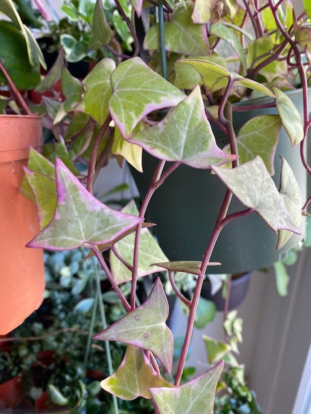 Glossus Variegata Wax Ivy Succulent 2 Cuttings Read Listing - Etsy