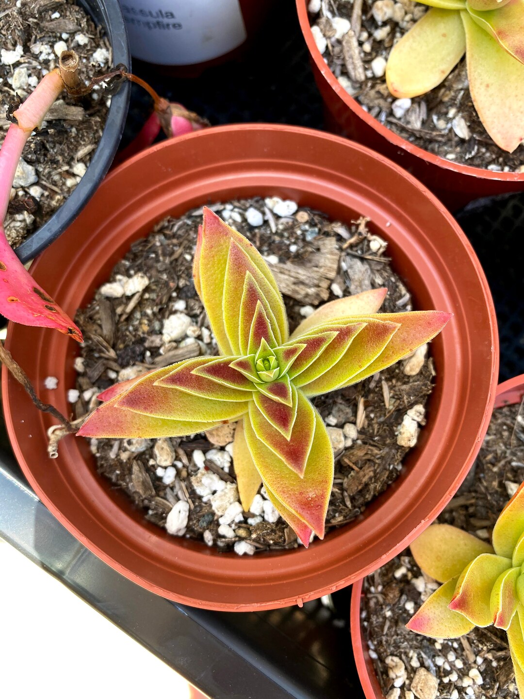 Crassula Shark Tooth Succulent 1 Rooted Cutting 1"-2" in Width - Etsy