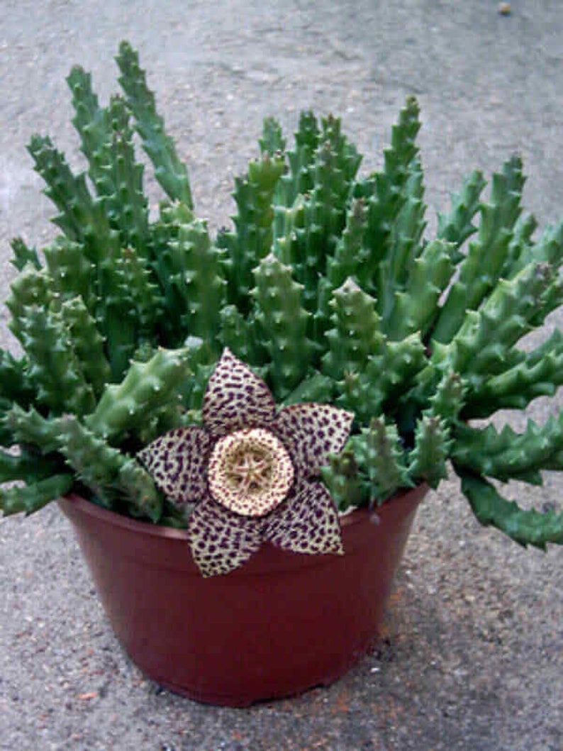STAPELIA Variegata Cactus Cacti Succulent 1 Rooted Multi - Etsy