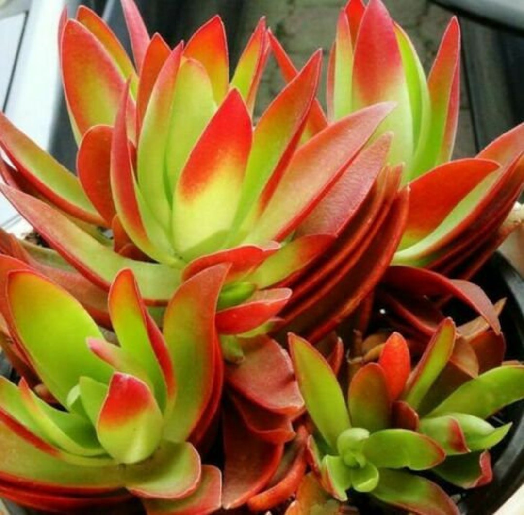 Crassula Capitella Campfire Succulent 1 Rooted Cutting 2" -4" Tall - Etsy