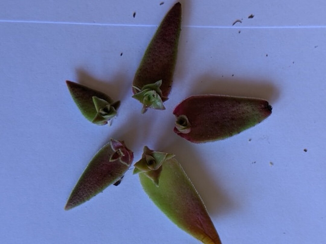 Crassula Shark Tooth Succulent 5 Propagated Leaves - Etsy