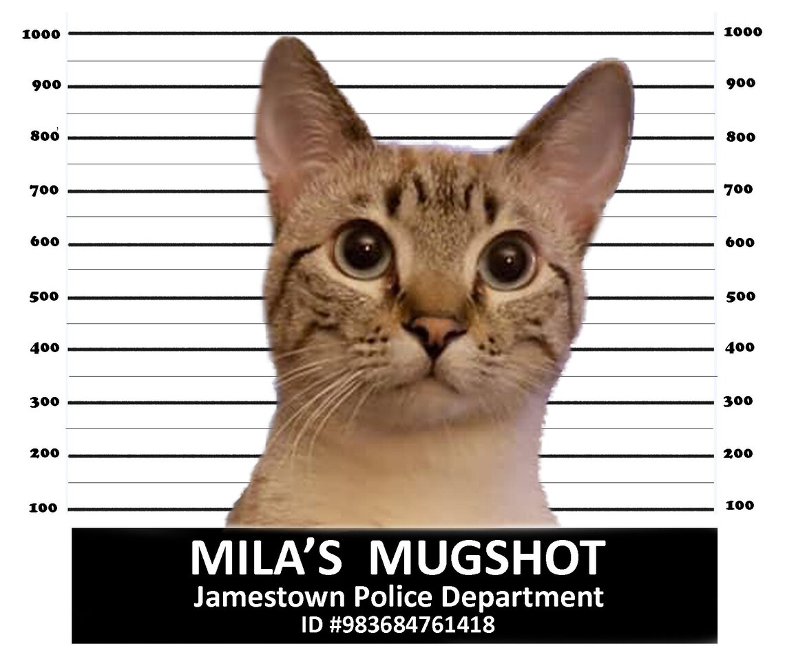 YOUR CAT'S MUGSHOT A mugshot of your cat on a | Etsy