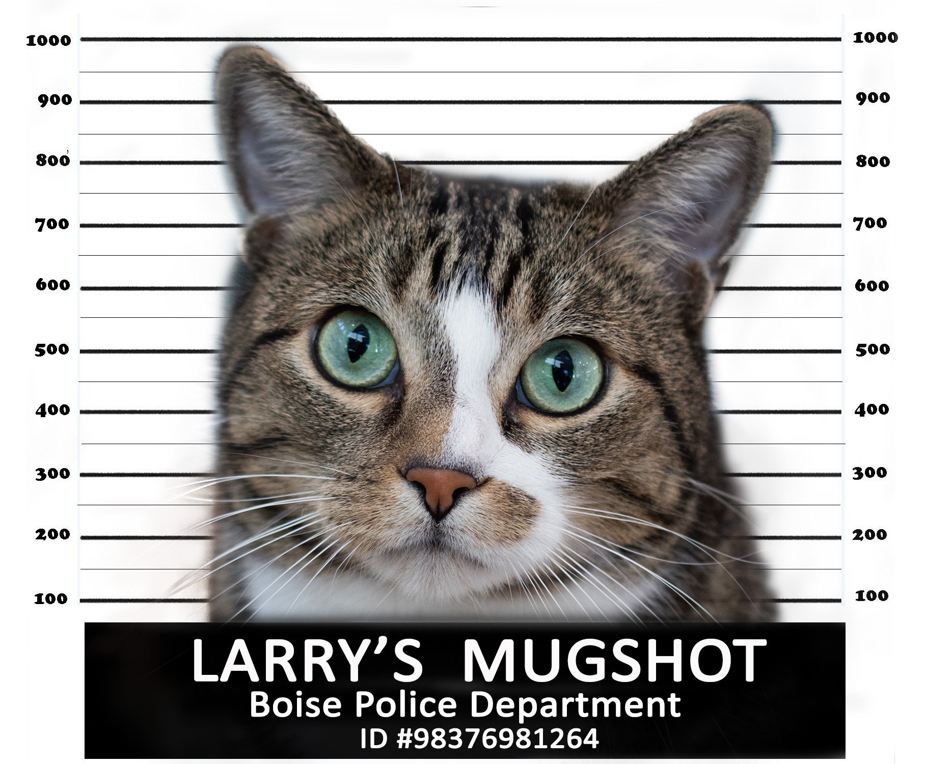 YOUR CAT'S MUGSHOT a Mugshot of Your Cat on a | Etsy