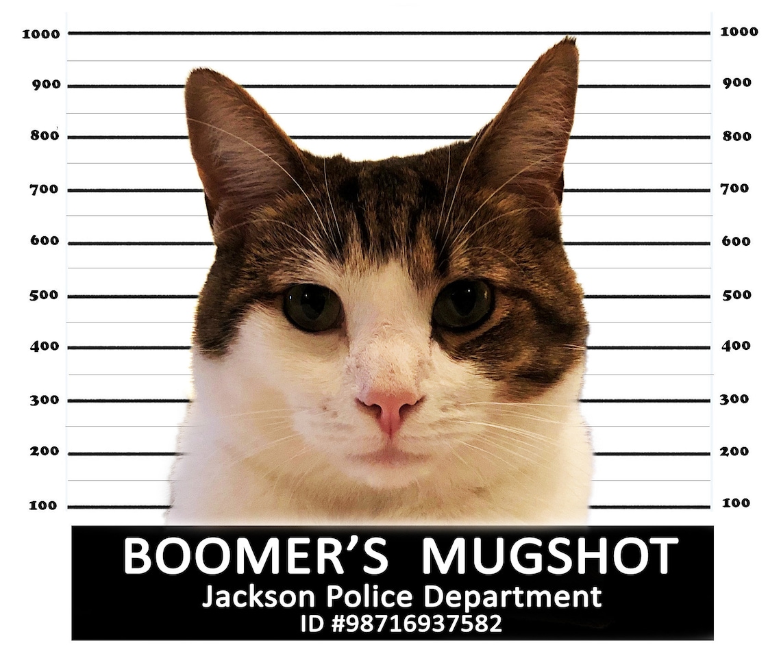 YOUR CAT'S MUGSHOT a Mugshot of Your Cat on a | Etsy