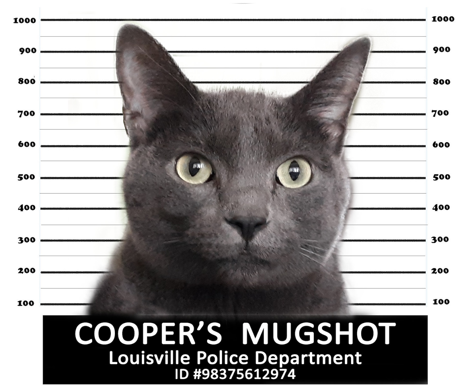 YOUR CAT'S MUGSHOT a Mugshot of Your Cat on a | Etsy