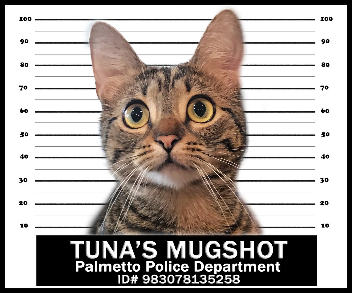 YOUR CAT'S MUGSHOT A mugshot of your cat on a | Etsy