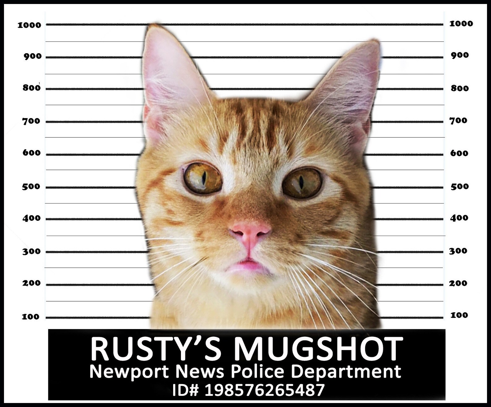YOUR CAT'S MUGSHOT a Mugshot of Your Cat on a | Etsy