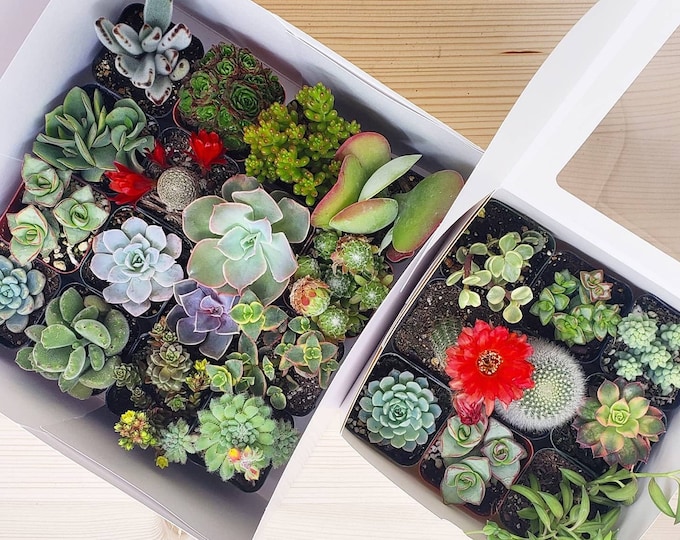 Succulent Variety Pack in Gift Box Mystery Succulent Variety Pack ...