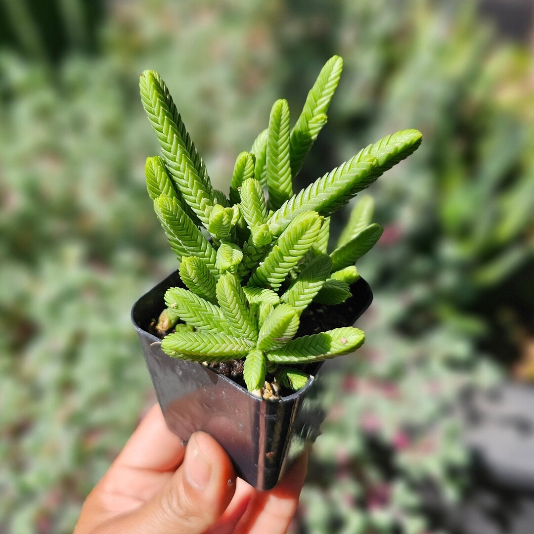 2 Crassula Pyramidalis Pagoda Mini Jade - Etsy