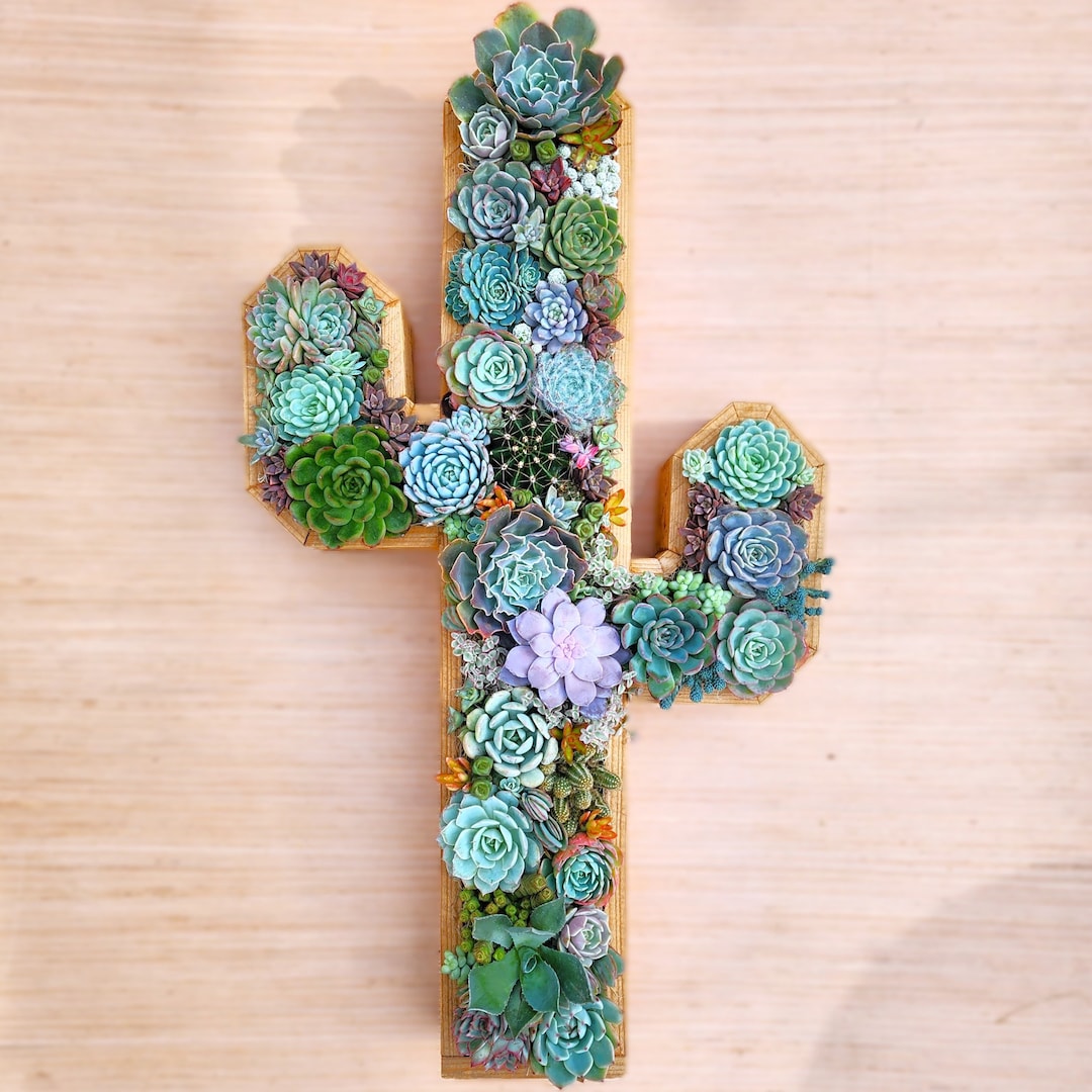 Cactus Planter - Succulent Arrangement - DIY Kit - Etsy
