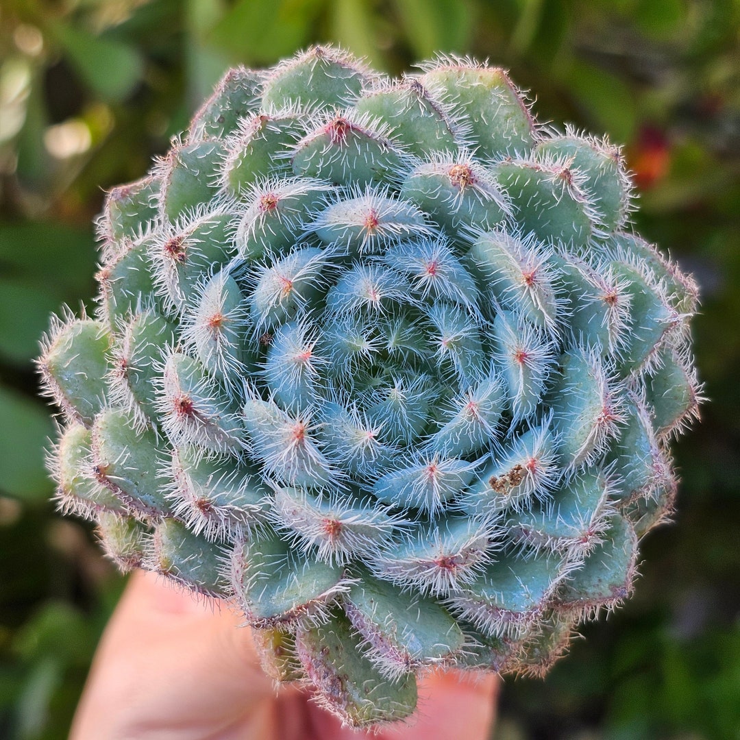 2 Echeveria Setosa Mexican Firecracker - Etsy