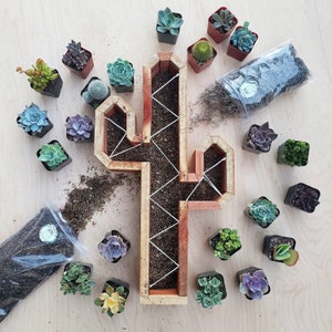 Cactus Planter - Succulent Arrangement - DIY Kit - Etsy