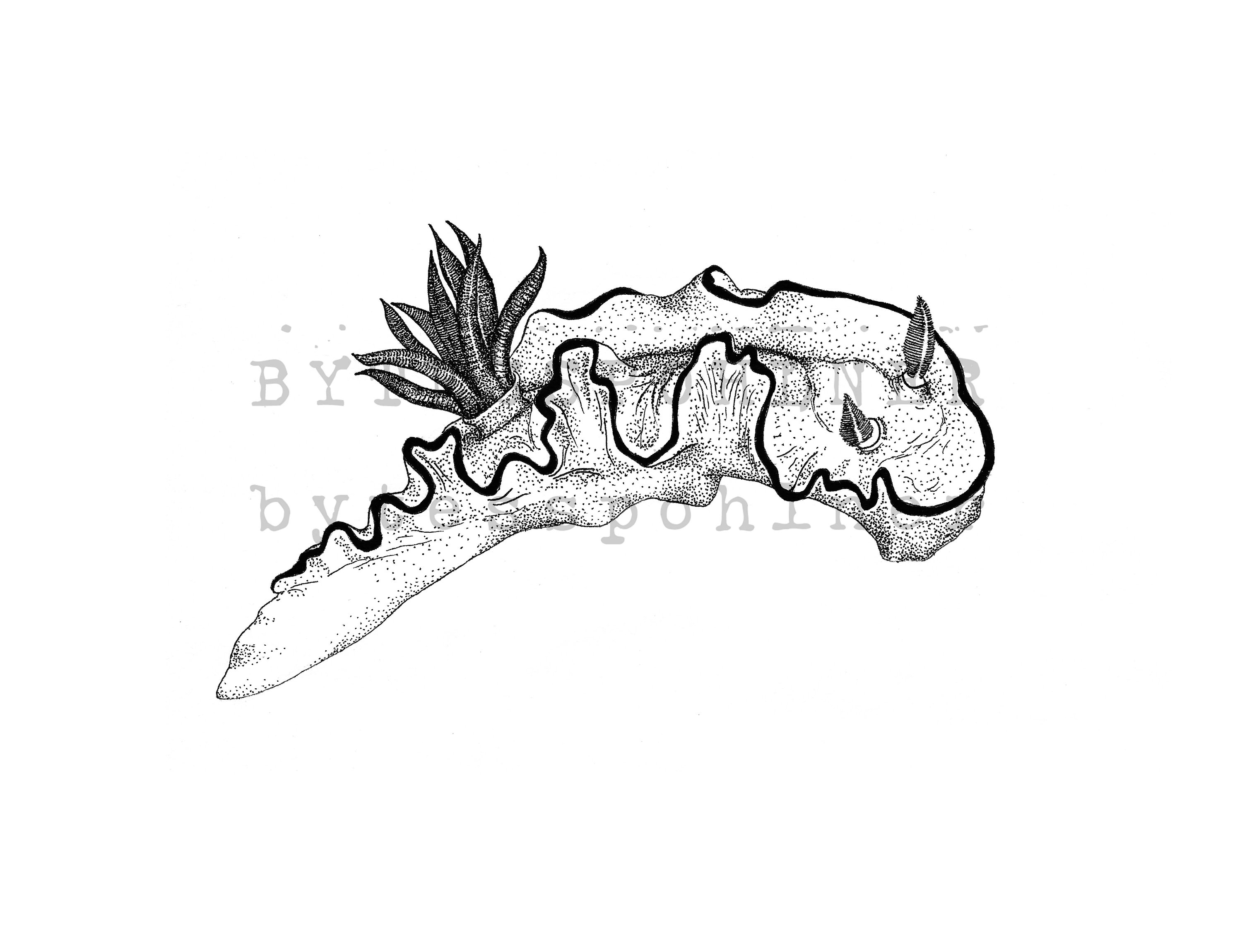 DIGITAL FILE Detailed Nudibranch Ink Drawing Printable Art - Etsy