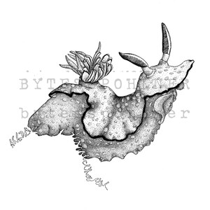 DIGITAL FILE "spotty Nudibranch" Ink Drawing Printable Art - Etsy