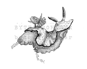 Nudibranch Drawing - Etsy
