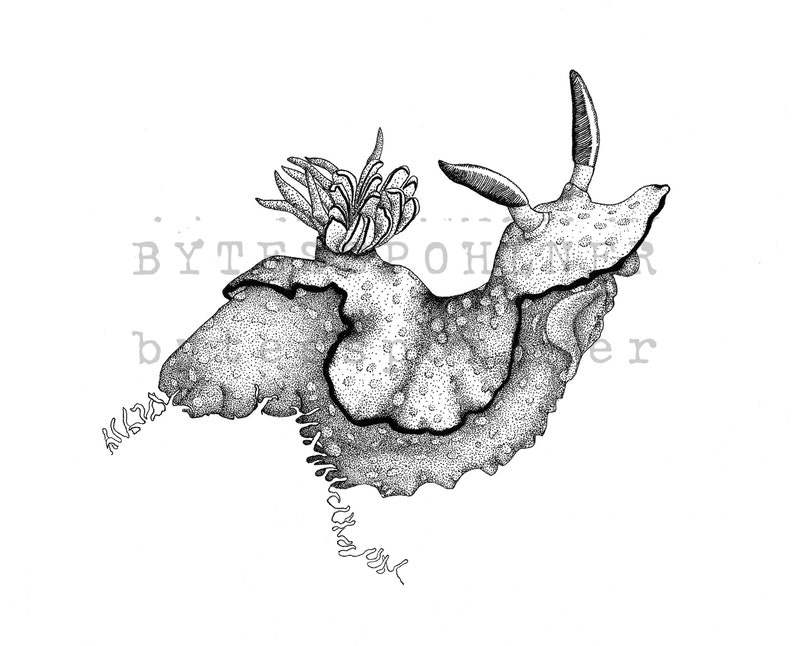 DIGITAL FILE "spotty Nudibranch" Ink Drawing Printable Art - Etsy