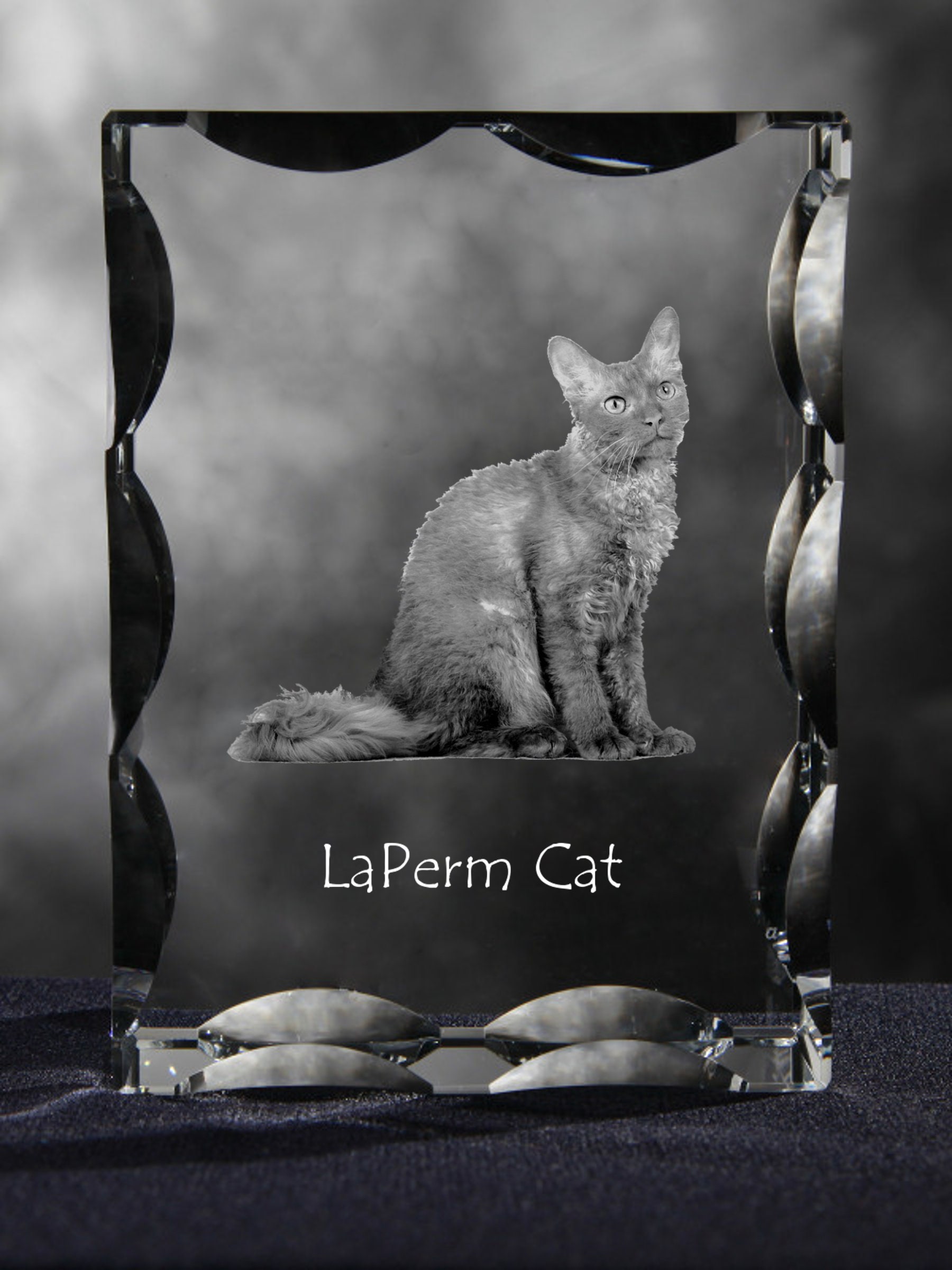 Black Laperm Cat