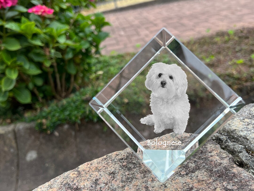 Bolognese Crystal Cube With a Dog, Engraved Crystal Cube, Custom ...