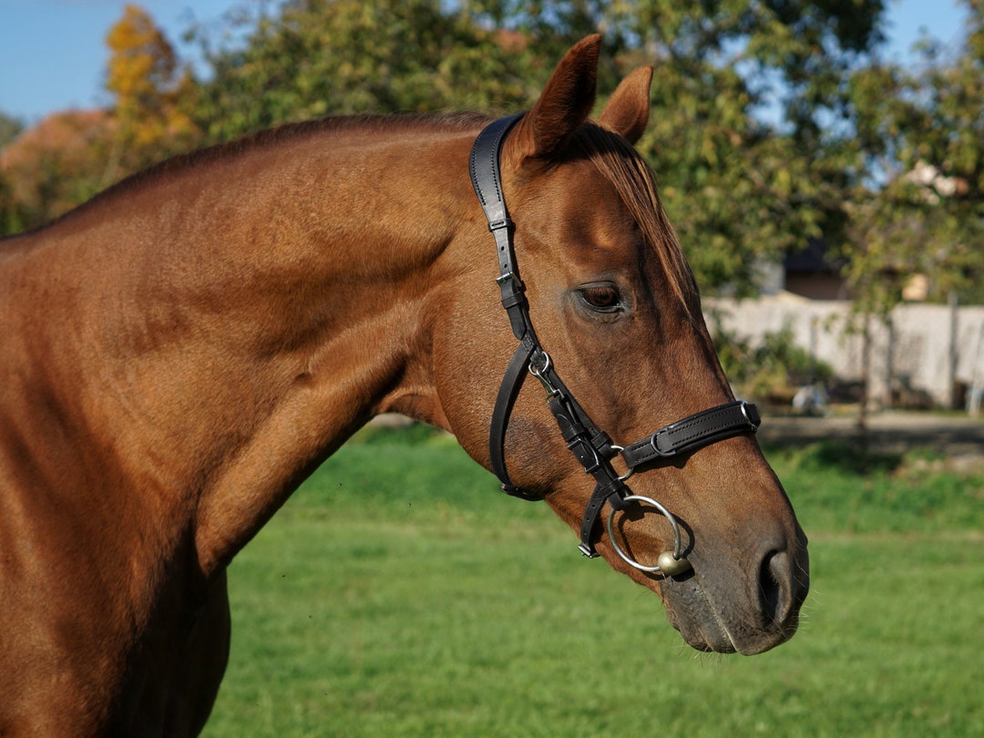 Academic Cavesson With Anatomic Crownpiece + Bit Straps - Etsy